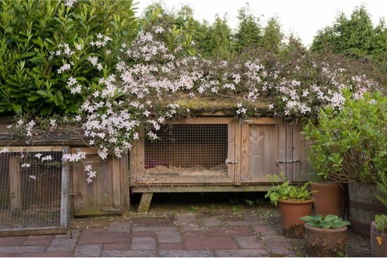 7 Essential Things That Rabbits Need in a Cage — Rabbit Care Tips