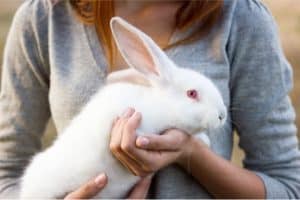 When Do Rabbits Come in Heat? — Rabbit Care Tips