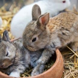 When Do Baby Rabbits Get Fur? — Rabbit Care Tips
