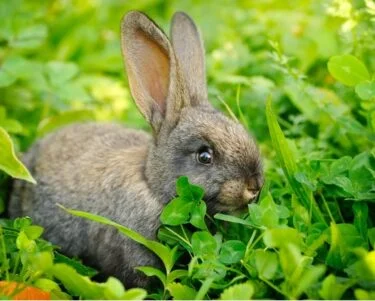 8 Foods That Are Fatal to Rabbits (or NEVER Be Fed to a Rabbit)