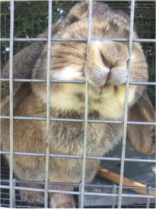 Can Rabbits Chew Through Plastic, Metal Wire, Wood, and Vinyl?