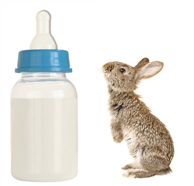 Can Baby Rabbits Drink Cow Milk? — Rabbit Care Tips