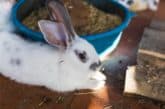 Can Rabbits Vomit? Why Bunnies Can't Throw up! — Rabbit Care Tips