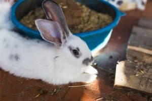 Can Rabbits Vomit? Why Bunnies Can't Throw up! — Rabbit Care Tips