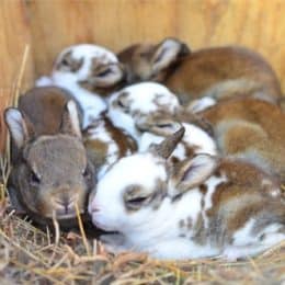 How to Stop a Rabbit from Eating Her Babies — Rabbit Care Tips