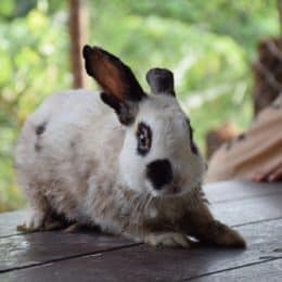 10 Signs That Your Rabbit is Dying — Rabbit Care Tips