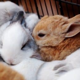 12 Noises Rabbits Make (and What They Mean) — Rabbit Care Tips