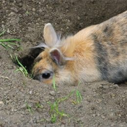 Why Do Rabbits Thump Their Feet? — Rabbit Care Tips