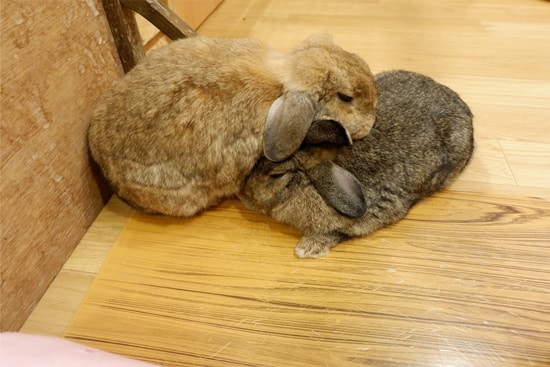 Grooming Behavior in Rabbits (Hierarchy, Dominance, and Barbering)