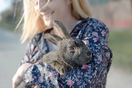 Are Rabbits Attention Seekers? — Rabbit Care Tips
