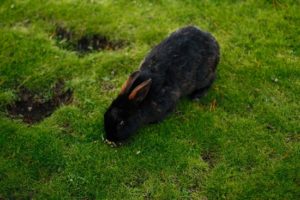 Can Rabbits Vomit? Why Bunnies Can't Throw up! — Rabbit Care Tips