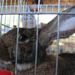 10 Signs That Your Rabbit is Dying — Rabbit Care Tips