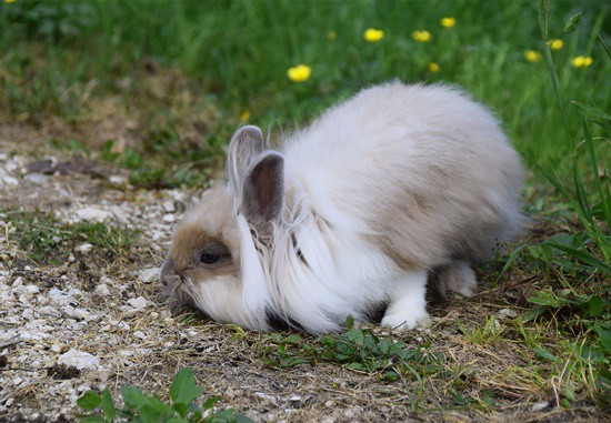 How to Treat Rabbit Constipation — Rabbit Care Tips