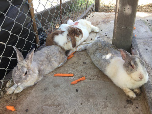 How to Treat Rabbit Constipation — Rabbit Care Tips