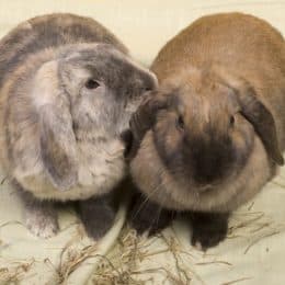 7 Signs of Dominant Behavior in Rabbits — Rabbit Care Tips