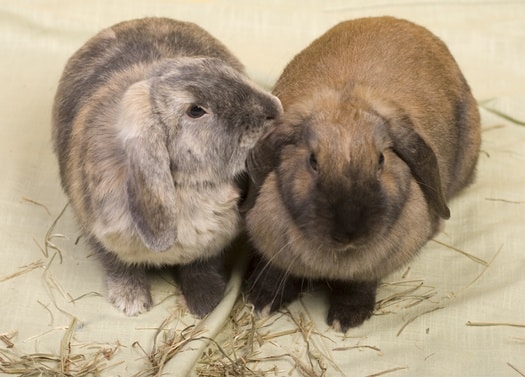 Grooming Behavior in Rabbits (Hierarchy, Dominance, and Barbering)