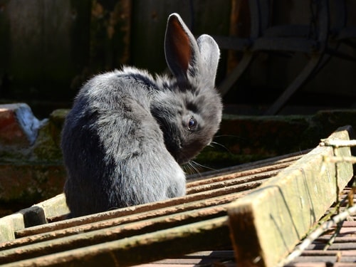 Grooming Behavior in Rabbits (Hierarchy, Dominance, and Barbering)