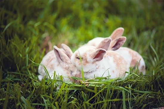 Grooming Behavior in Rabbits (Hierarchy, Dominance, and Barbering)