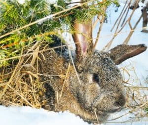 Where Do Wild Rabbits Go in the Winter Time? — Rabbit Care Tips