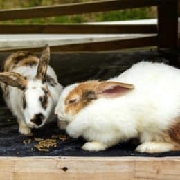How To Take Care of Baby Bunnies — Rabbit Care Tips