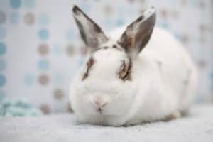 Do Rabbits Blink Their Eyes? — Rabbit Care Tips