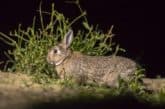 Do Rabbits Have Good Night Vision? — Rabbit Care Tips