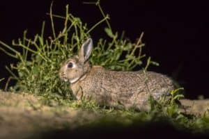 Do Rabbits Have Good Night Vision? — Rabbit Care Tips