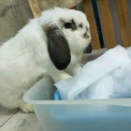 How to Treat Rabbit Constipation — Rabbit Care Tips