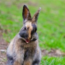 10 Signs That Your Rabbit is Dying — Rabbit Care Tips