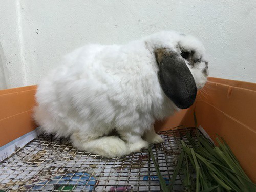 What Does Normal Rabbit Pee Look Like? — Rabbit Care Tips