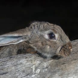 Do Rabbits Get Scared of the Dark? — Rabbit Care Tips