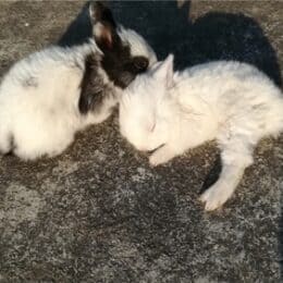 Do Rabbits Get Scared of the Dark? — Rabbit Care Tips