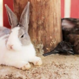 Do Rabbits Blink Their Eyes? — Rabbit Care Tips