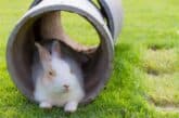 How to Cool Down a Rabbit in Hot Weather — Rabbit Care Tips