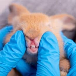 How to Keep Your Rabbit’s Teeth Short — Rabbit Care Tips