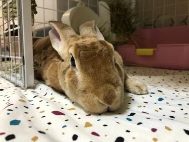 How to Care for a Rex Rabbit (Food, Housing, Entertainment + Health)