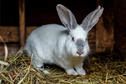 How to Get Rid of Hairballs in Rabbits — Rabbit Care Tips