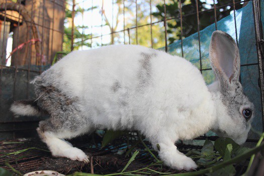 How Long Do Rabbits Live as Pets? — Rabbit Care Tips