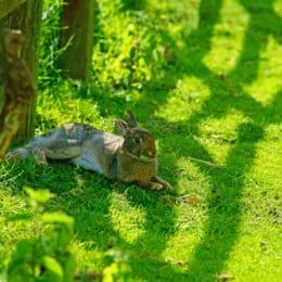 How to Cool Down a Rabbit in Hot Weather — Rabbit Care Tips