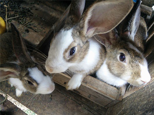 12 Noises Rabbits Make (and What They Mean) — Rabbit Care Tips