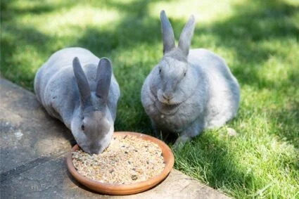 How to Care for a Rex Rabbit (Food, Housing, Entertainment + Health)