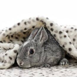 How Do Rabbits Stay Warm in Winter? — Rabbit Care Tips