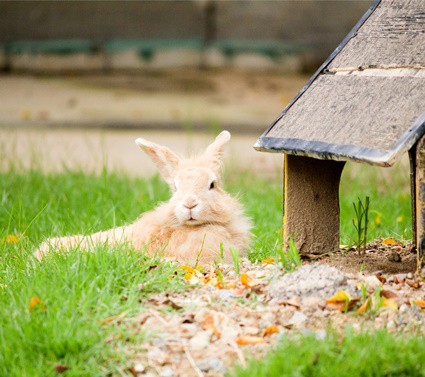 House Rabbit vs. Outdoor Rabbit: Which is the Better Choice?