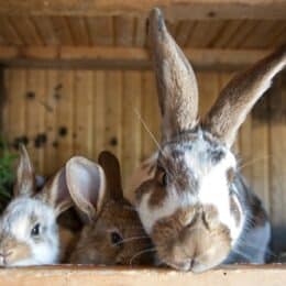 What Does Rabbit Honking Mean? (Running, Circling, and Grunting)