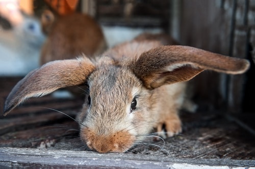 Do Rabbits Cry When in Pain, Sad, Hungry, or They Die?
