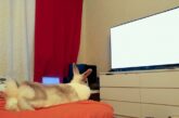 Do Rabbits Like to Watch TV? — Rabbit Care Tips