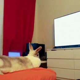 How Do Rabbits Apologize to Each Other? — Rabbit Care Tips