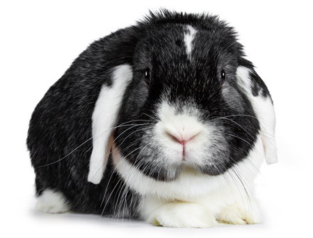 100 Cute and Funny Male Rabbit Name Ideas (with Meanings)!