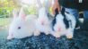 Why is My Rabbit Clicking Its Teeth? (Purring or Chattering)