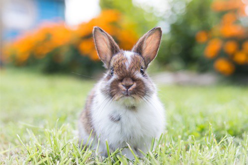 What Does Rabbit Honking Mean? (Running, Circling, and Grunting)